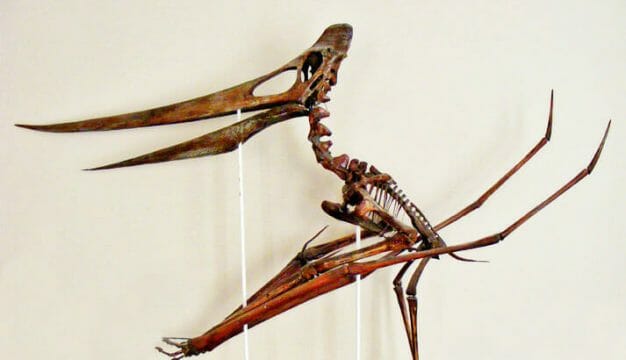 Nodosaur Skeleton - Encyclopedia of Alabama