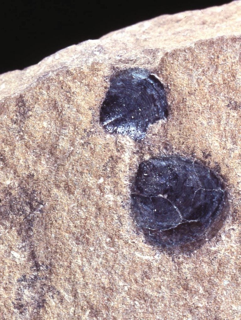 Cambrian Period - Encyclopedia of Alabama