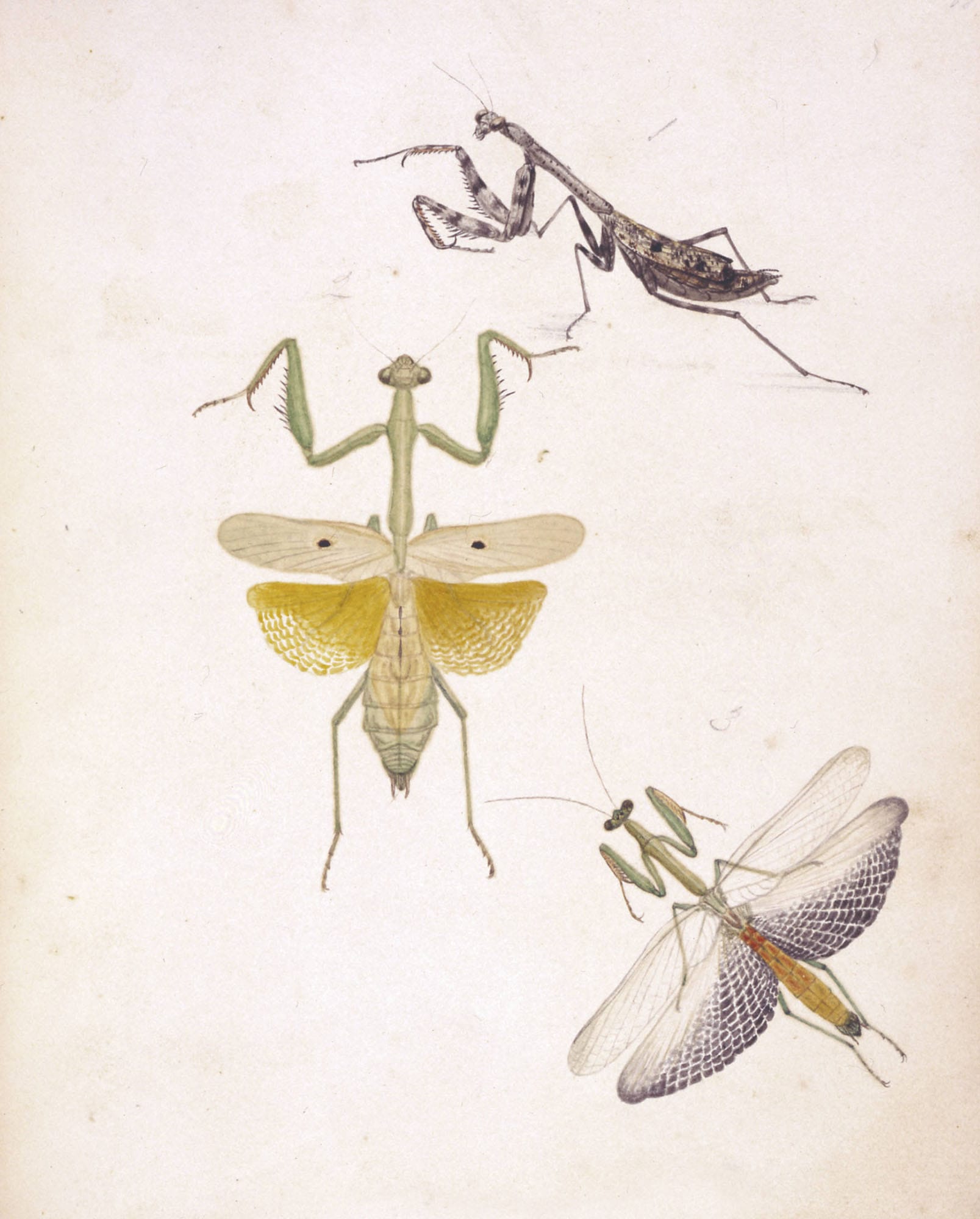 Philip Henry Gosse - Encyclopedia of Alabama