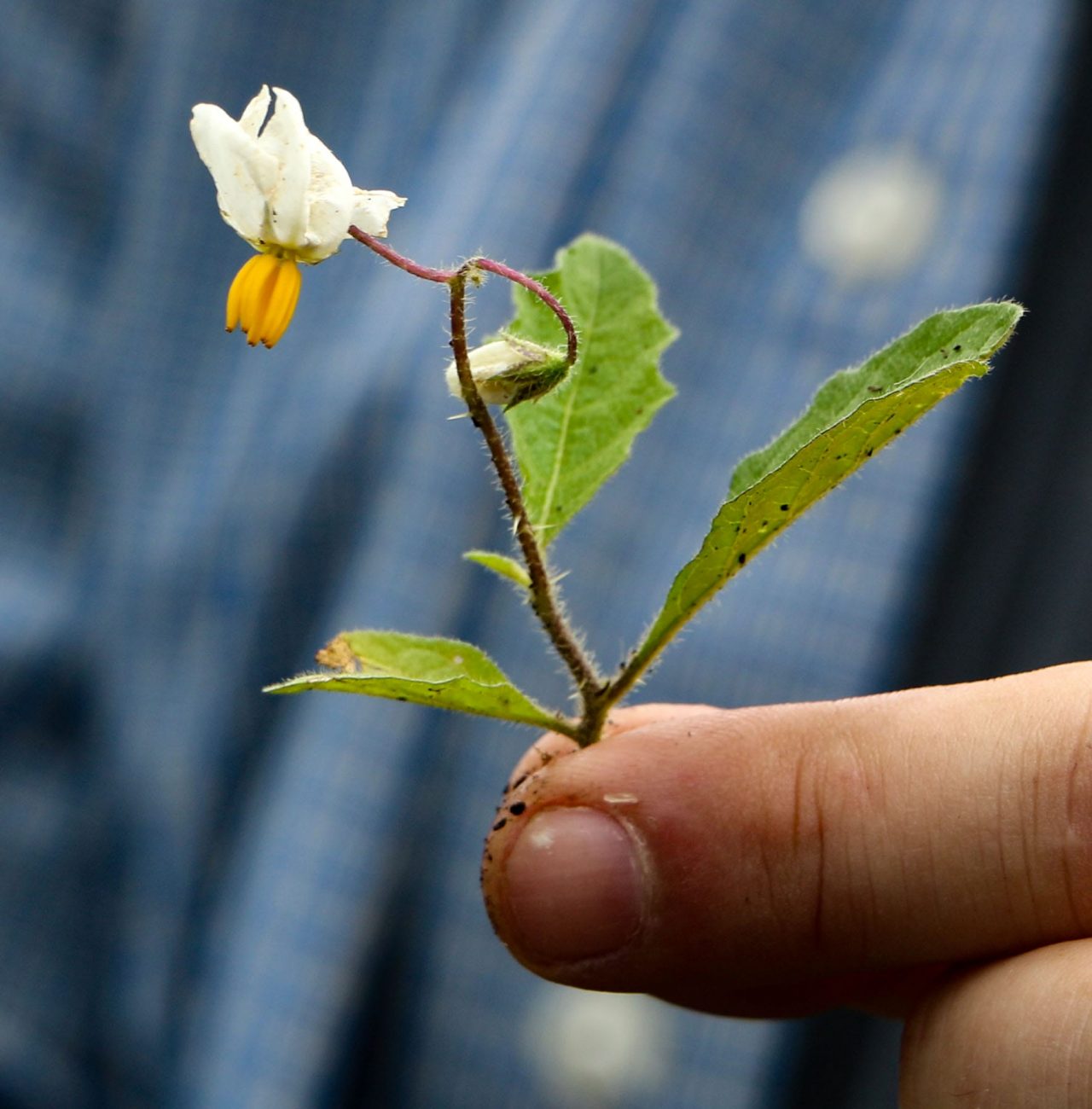Dwarf Horse Nettle - Encyclopedia of Alabama