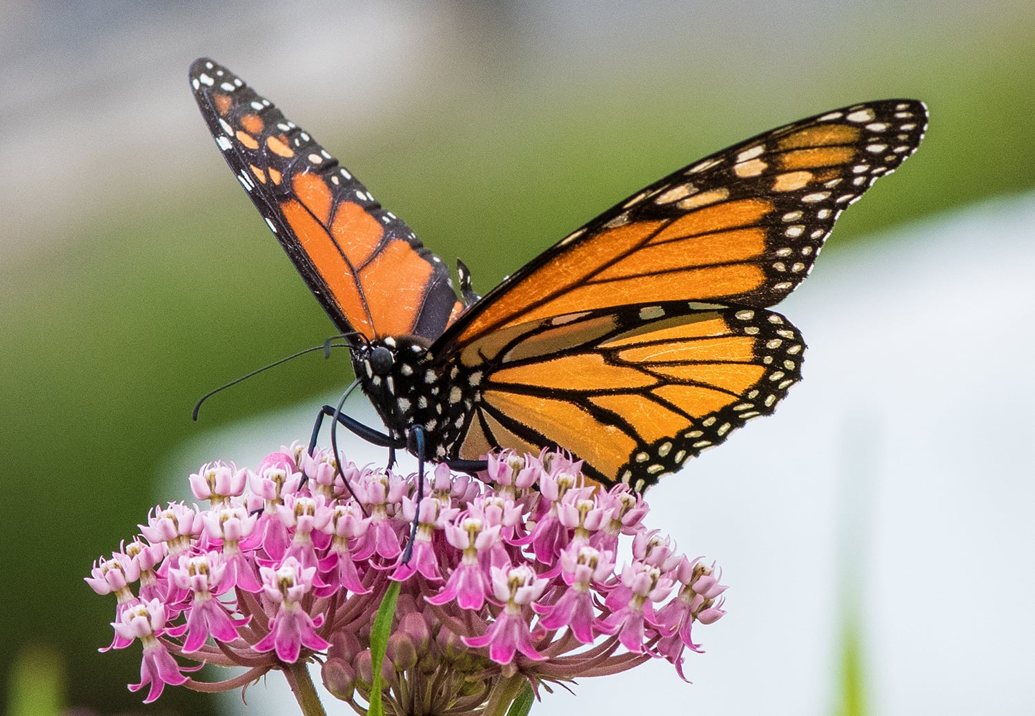 Insects of Alabama - Encyclopedia of Alabama