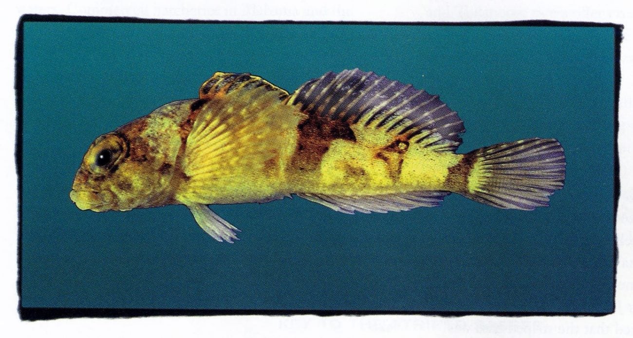 Pygmy Sculpin - Encyclopedia of Alabama